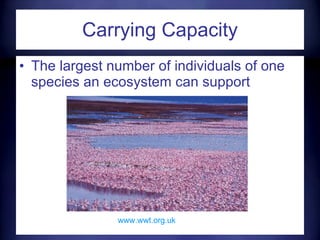 Relationships in ecosystems | PPT