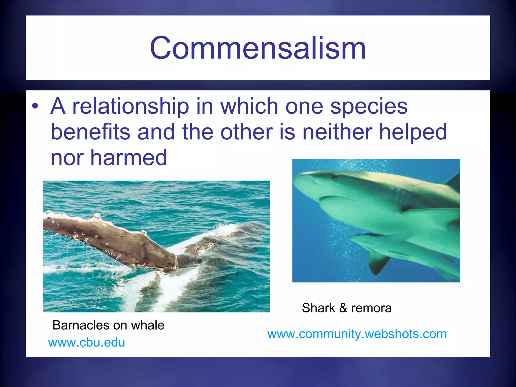 Relationships in Ecosystems | PPT