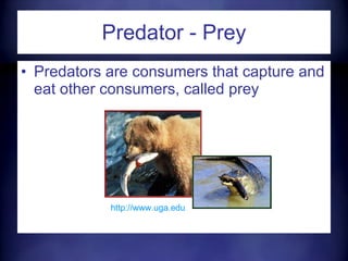 Relationships in Ecosystems | PPT