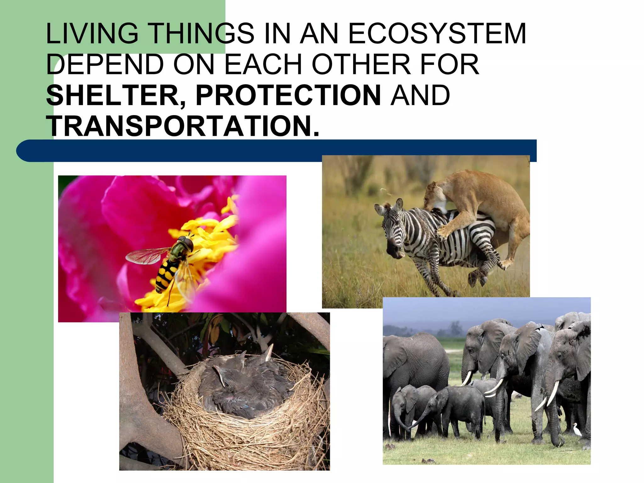 Relationships in ecosystems | PPT