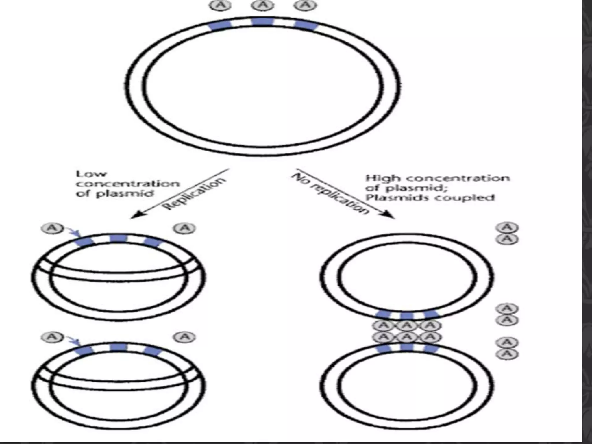 Relaxed plasmids & Regulation of copy number | PPTX