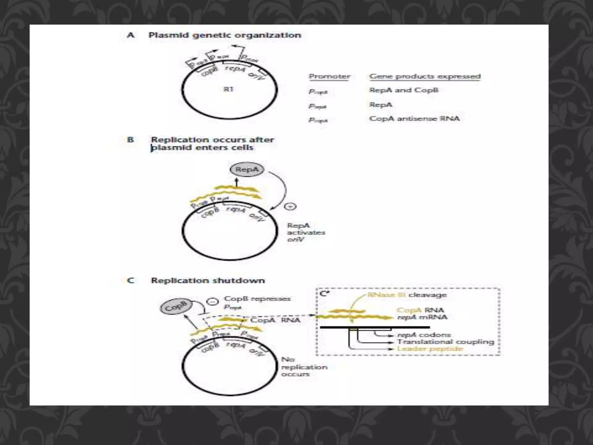 Relaxed plasmids & Regulation of copy number | PPTX