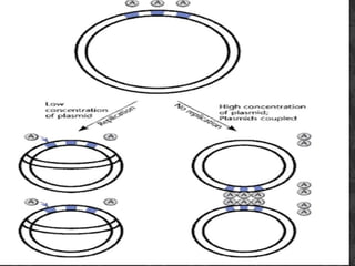 Relaxed plasmids & Regulation of copy number | PPTX