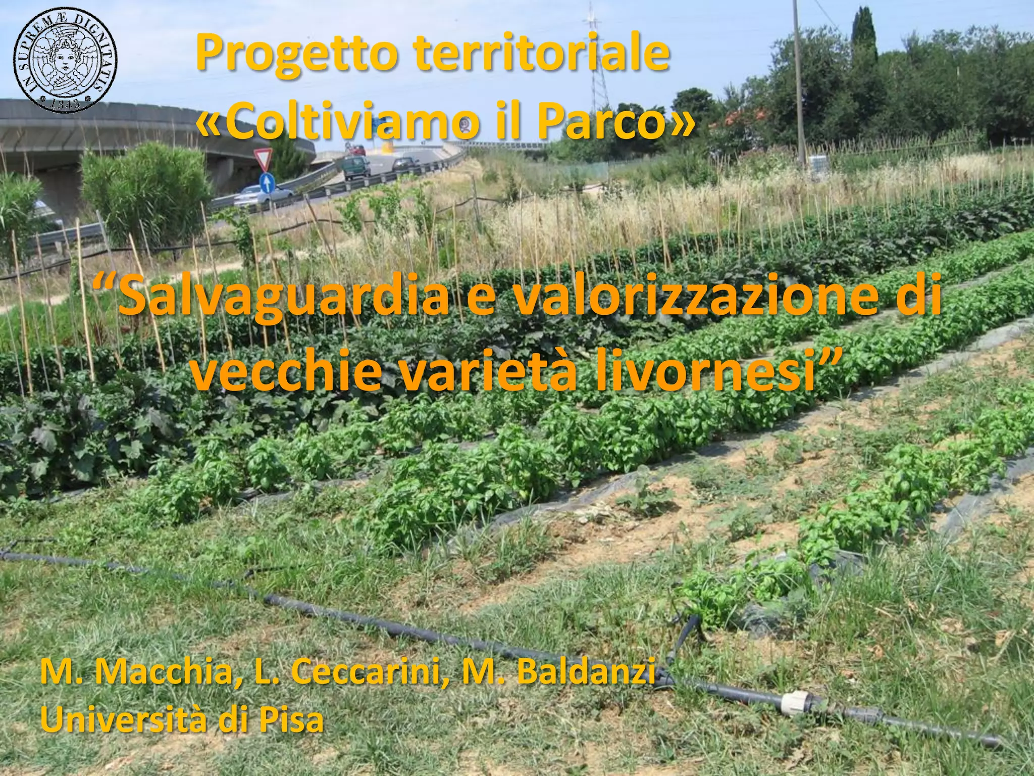 Local varieties of vegetable crops from Livorno province (Tuscany ...