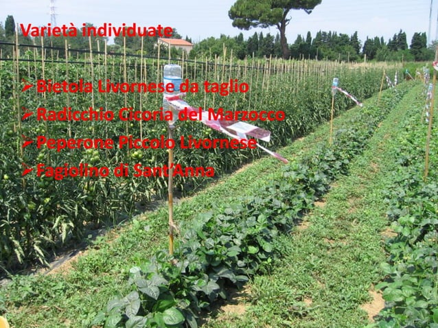 Local varieties of vegetable crops from Livorno province (Tuscany ...