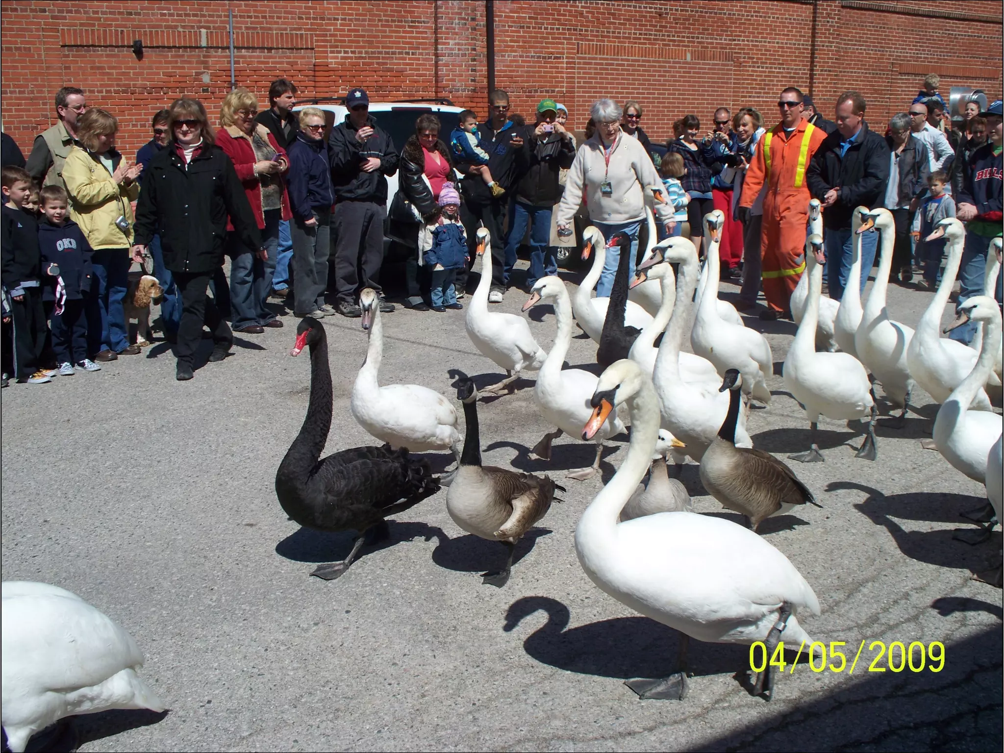 Release Of The Swans | PPT