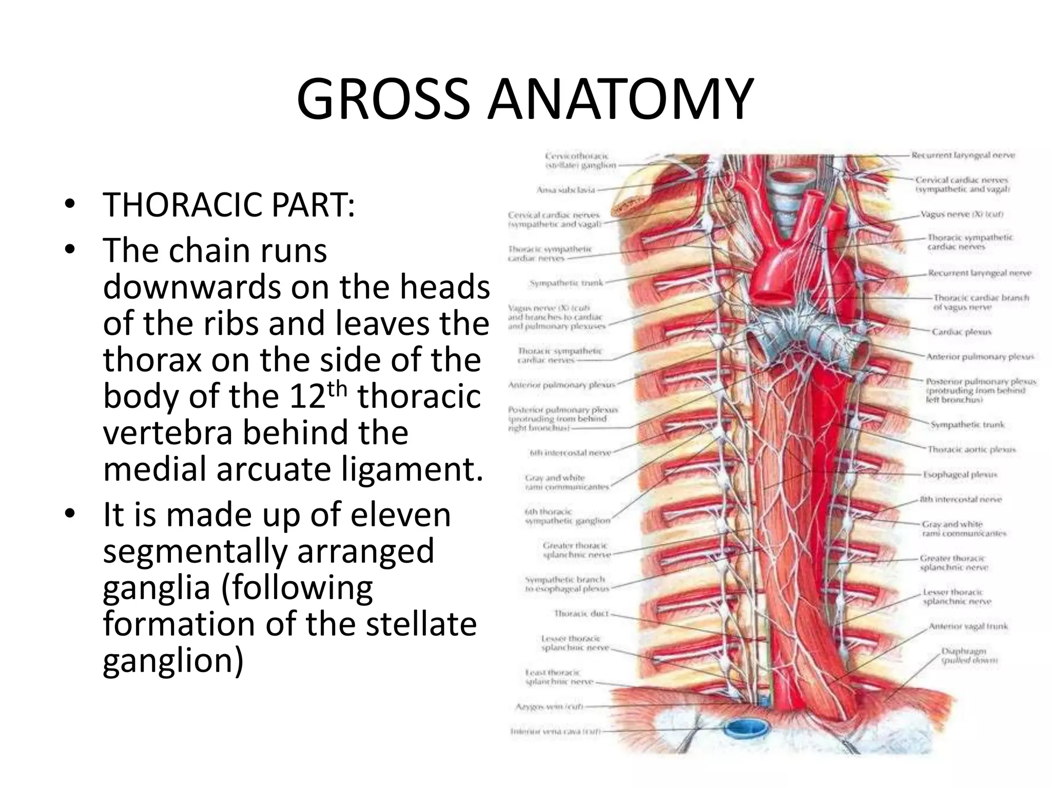 Relevant anatomy of sympathetic ganglia | PPTX