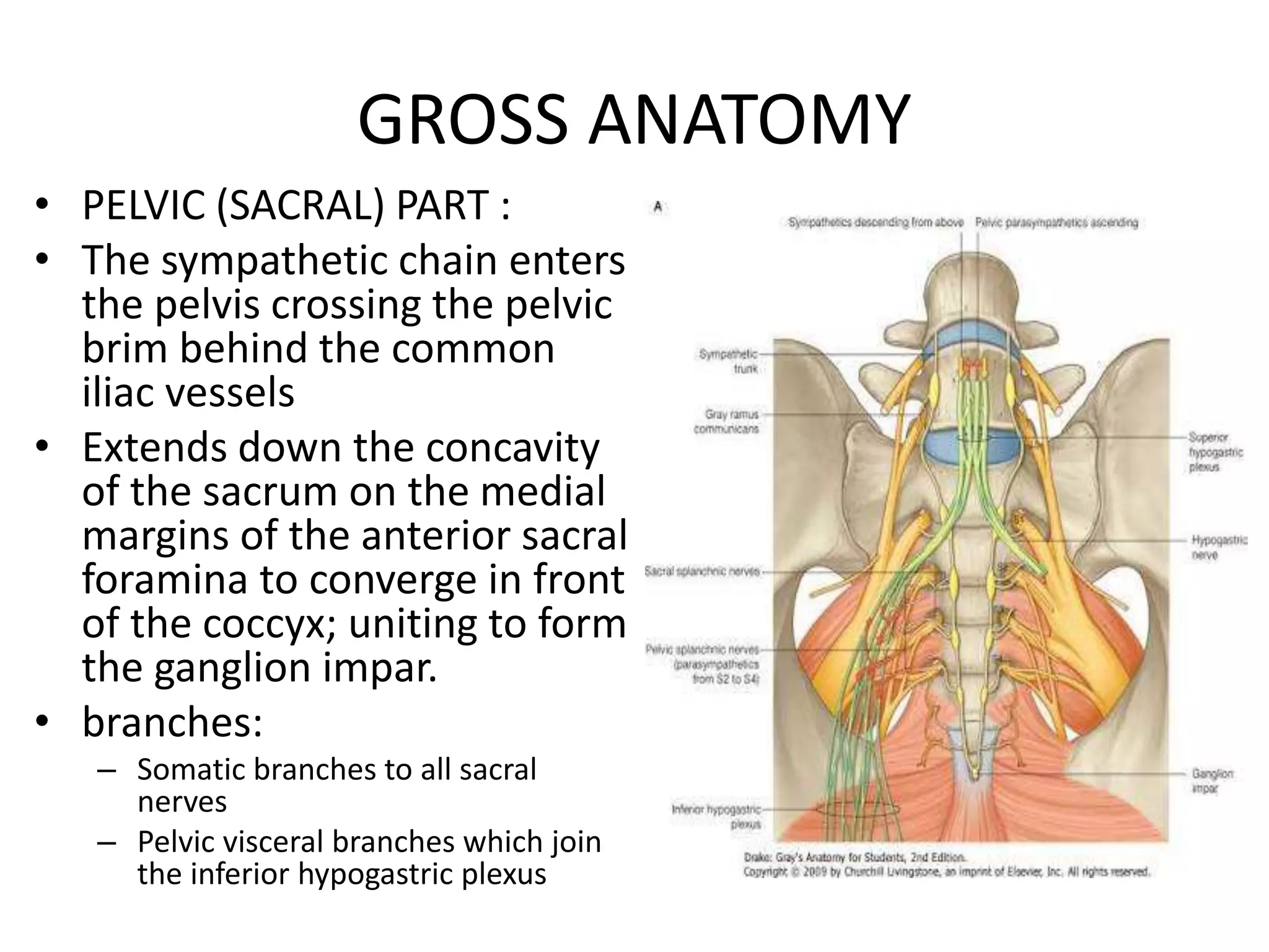 Relevant anatomy of sympathetic ganglia | PPTX