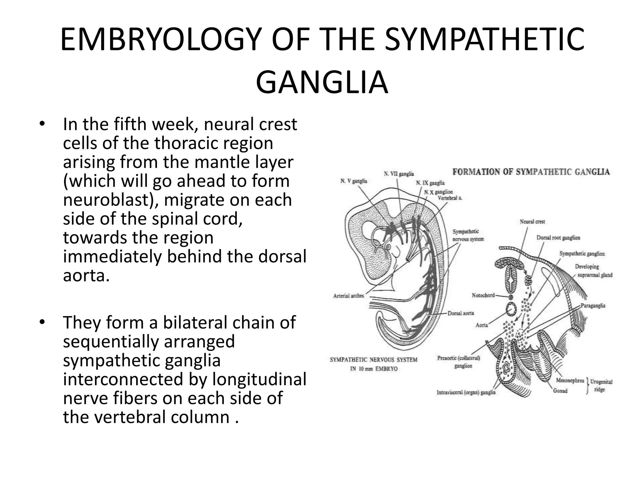 Relevant anatomy of sympathetic ganglia | PPTX