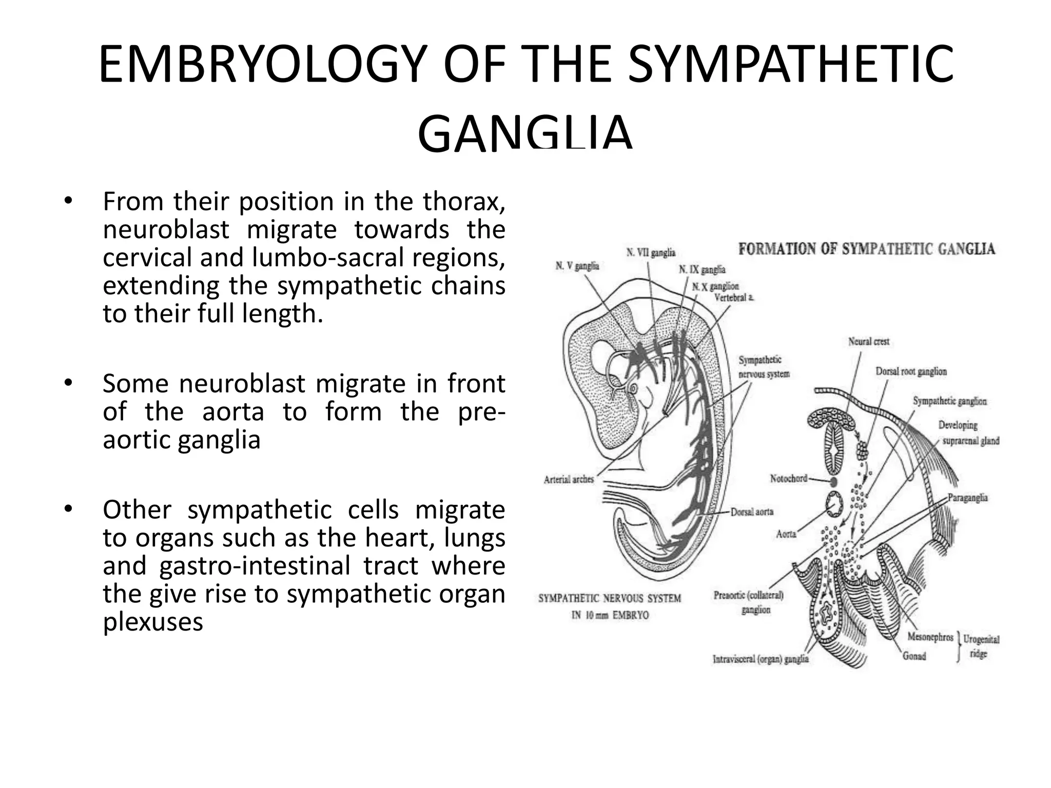 Relevant anatomy of sympathetic ganglia | PPTX