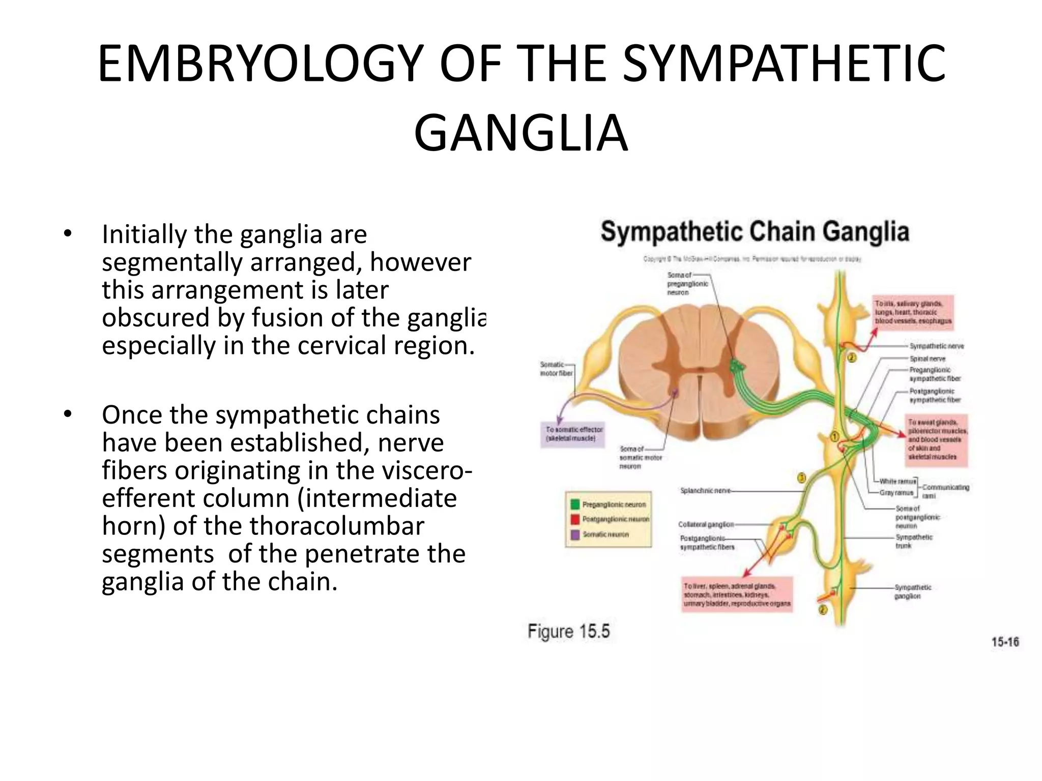Relevant anatomy of sympathetic ganglia | PPTX
