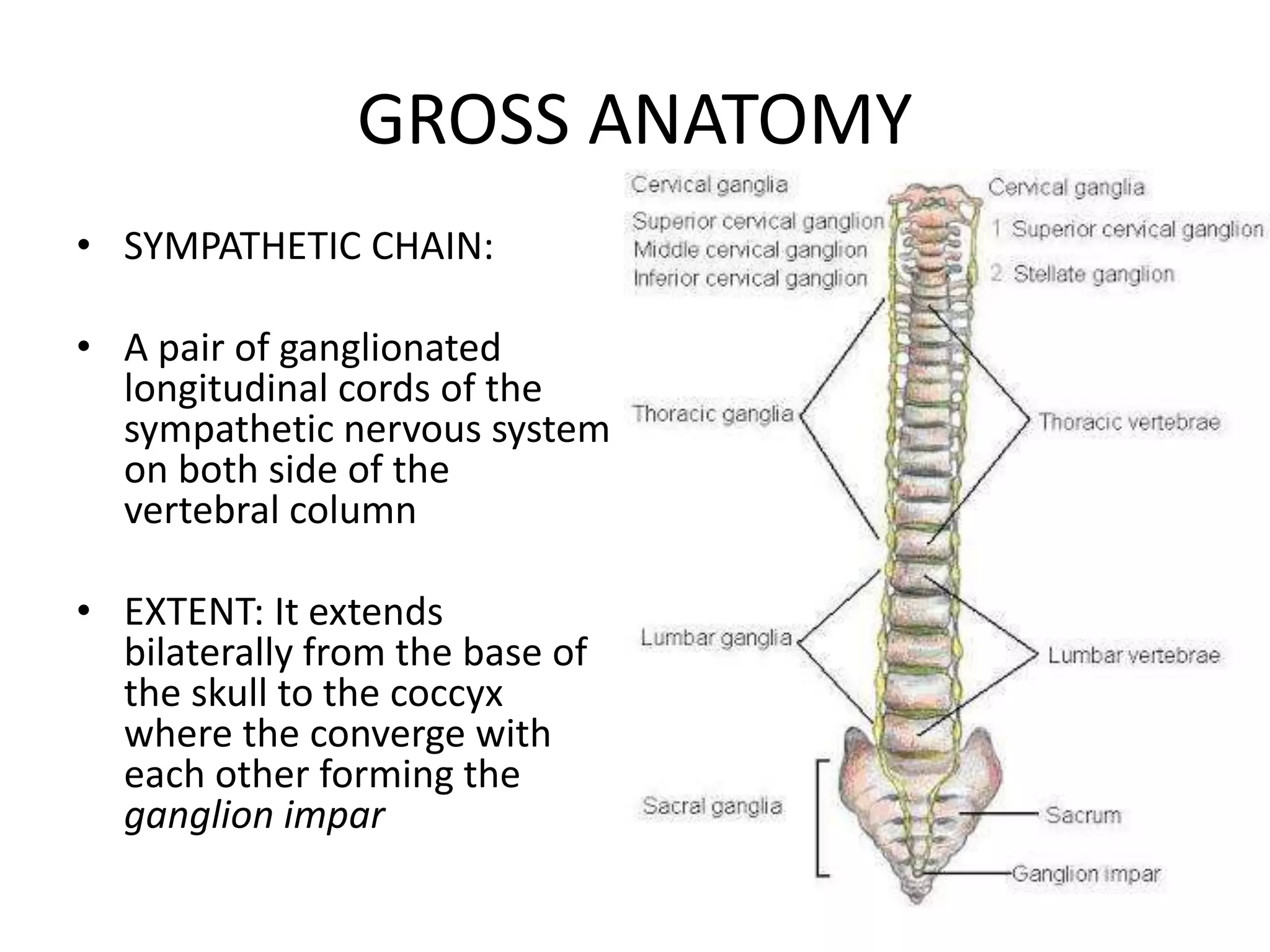 Relevant anatomy of sympathetic ganglia | PPTX