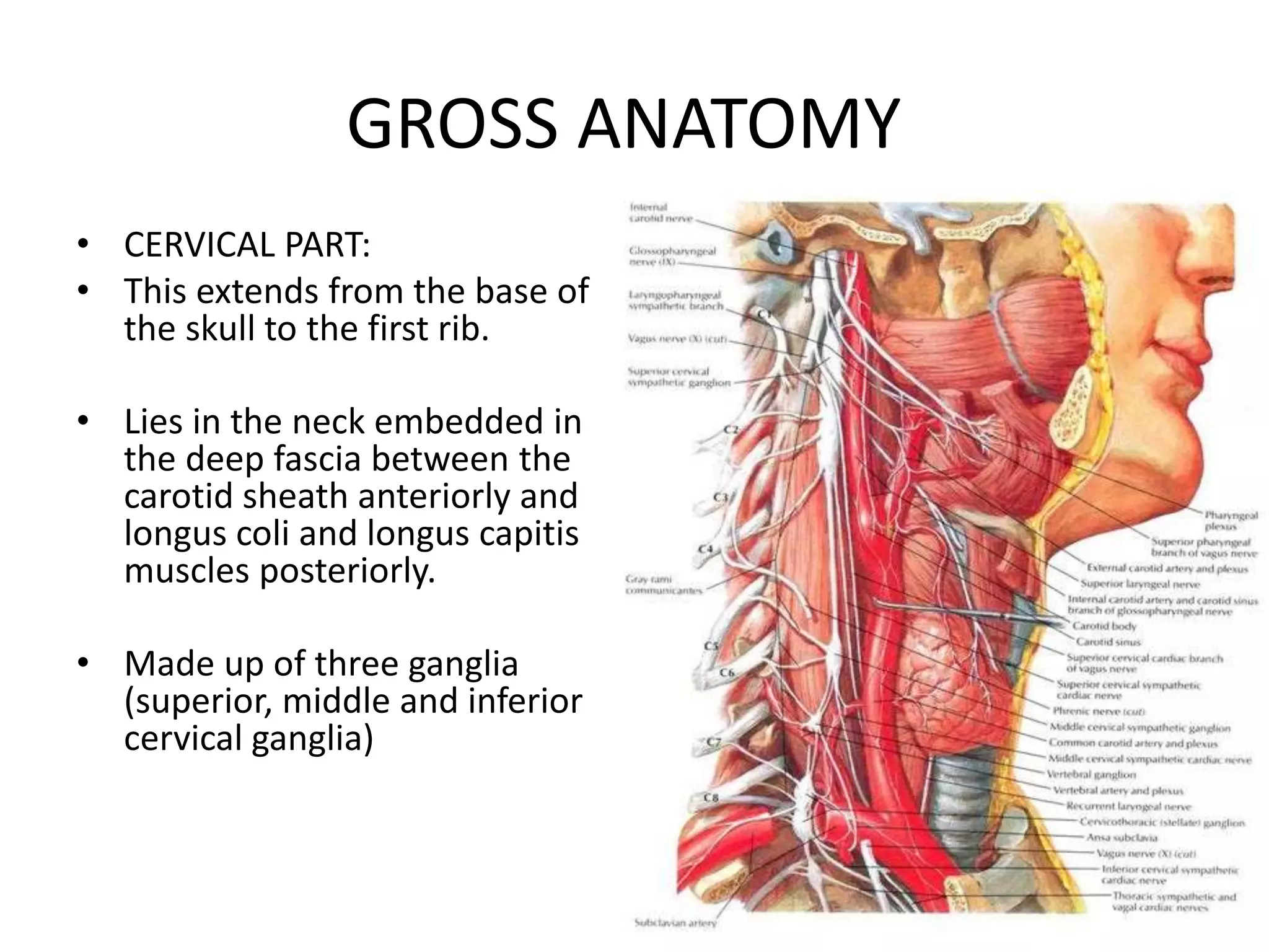 Relevant anatomy of sympathetic ganglia | PPTX