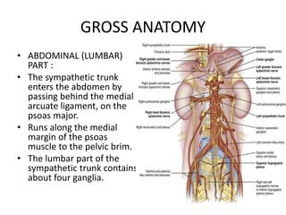 Relevant anatomy of sympathetic ganglia | PPTX