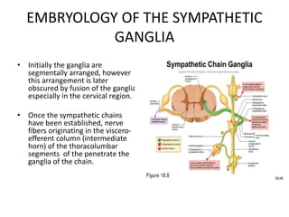 Relevant anatomy of sympathetic ganglia | PPTX