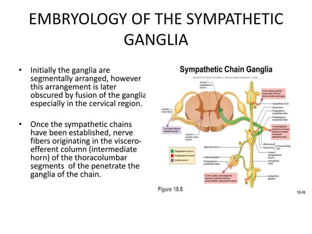 Relevant anatomy of sympathetic ganglia | PPTX