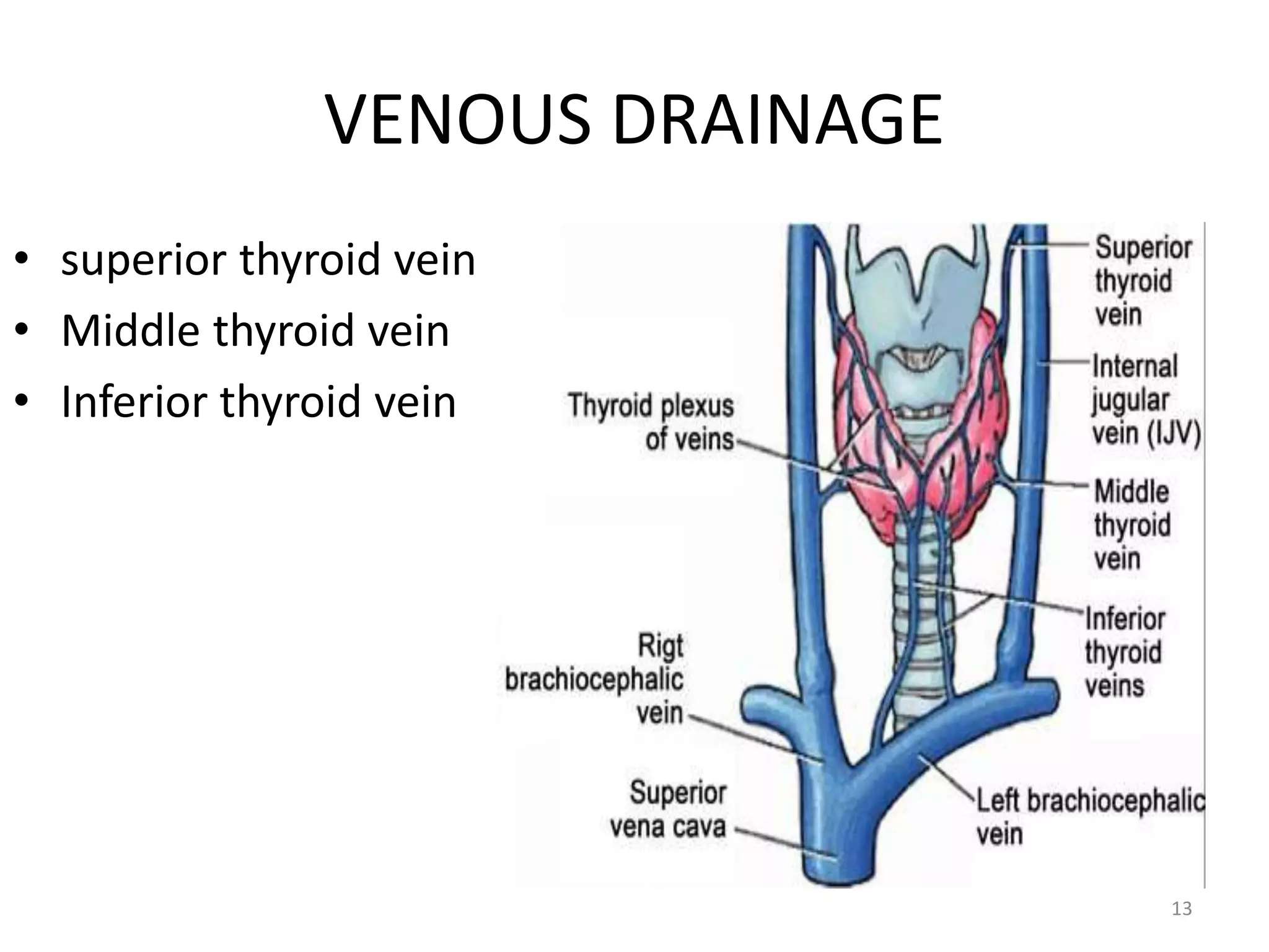 Relevant anatomy of the thyroid gland | PPTX