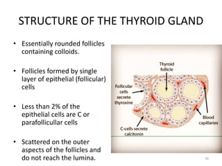 Relevant anatomy of the thyroid gland | PPTX