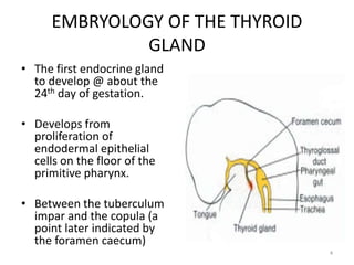 Relevant anatomy of the thyroid gland | PPTX