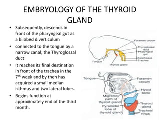 Relevant anatomy of the thyroid gland | PPTX