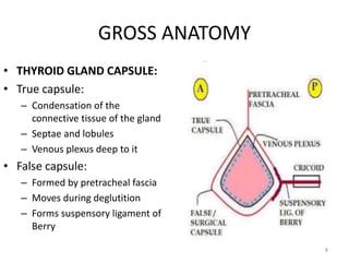 Relevant anatomy of the thyroid gland | PPTX