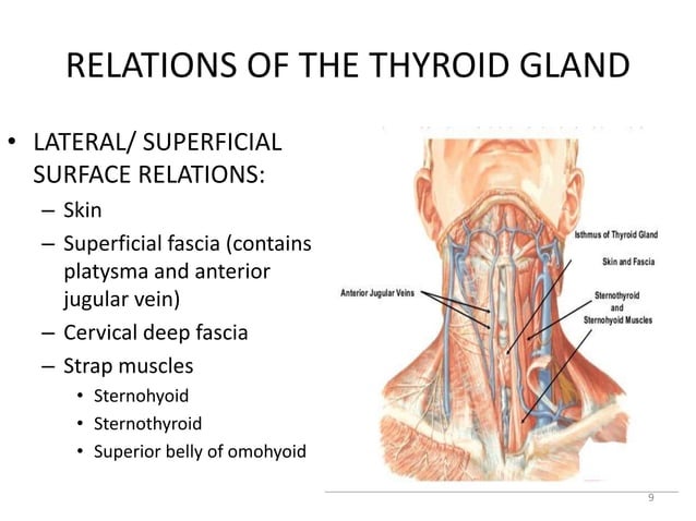 Relevant anatomy of the thyroid gland | PPT