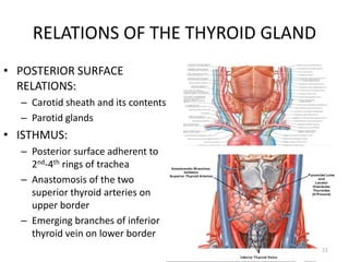 Thyroid Gland Anatomy Ppt
