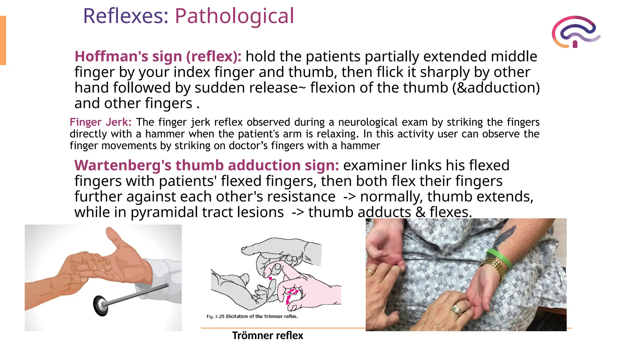 Reflexes (Deep, superficial & Pathological Reflexes) | PPTX
