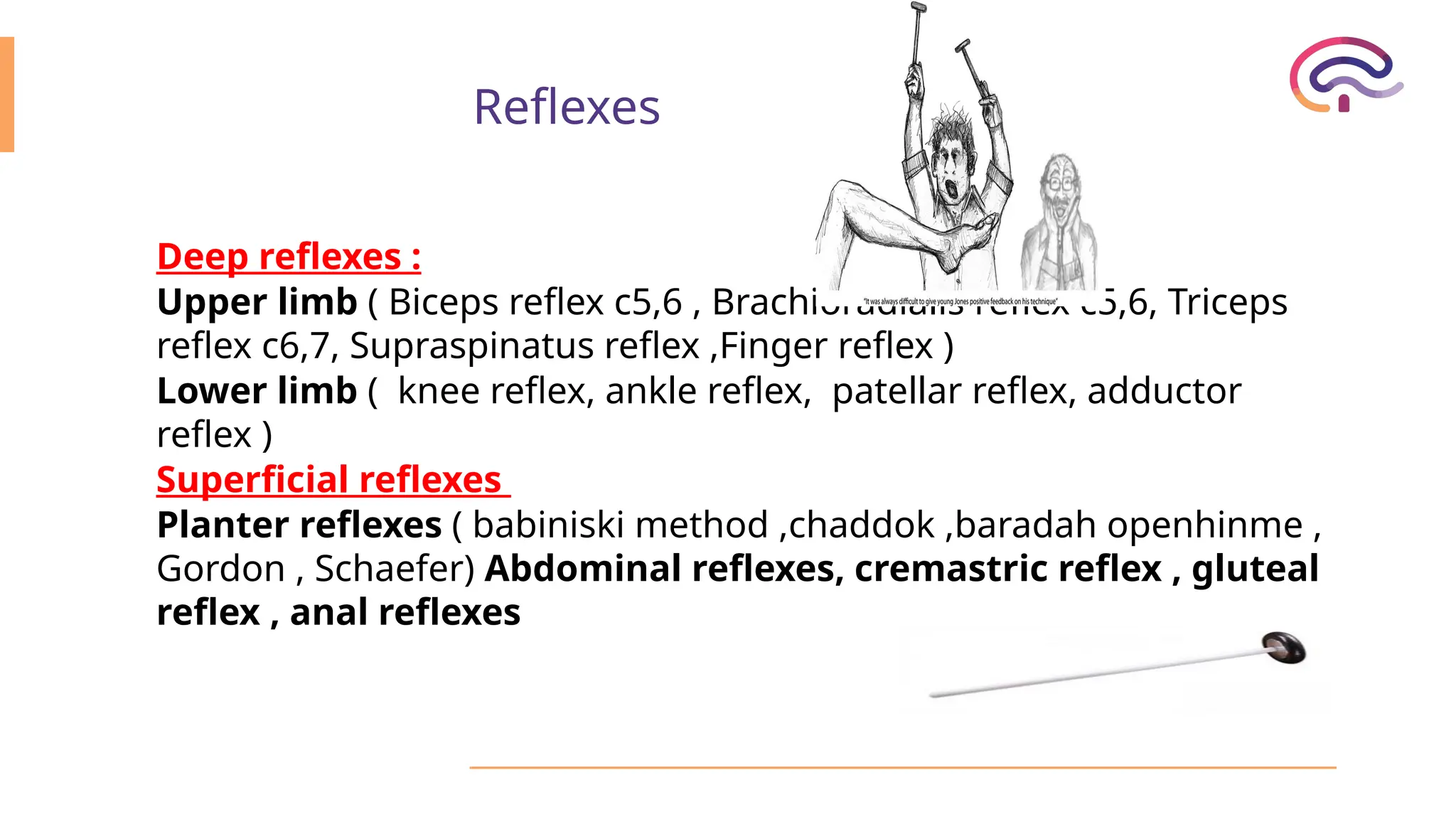 Reflexes (Deep, superficial & Pathological Reflexes) | PPTX
