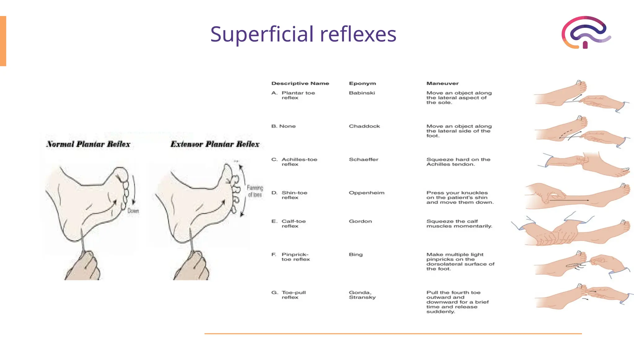 Reflexes (Deep, superficial & Pathological Reflexes) | PPTX