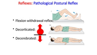 Reflexes (Deep, superficial & Pathological Reflexes) | PPTX