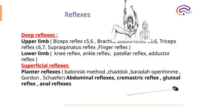 Reflexes (Deep, superficial & Pathological Reflexes) | PPTX