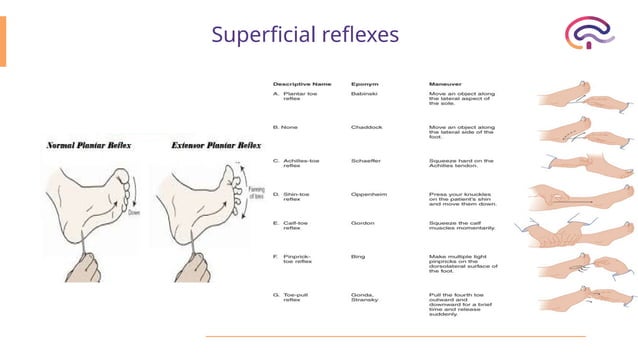 Reflexes (Deep, superficial & Pathological Reflexes) | PPTX