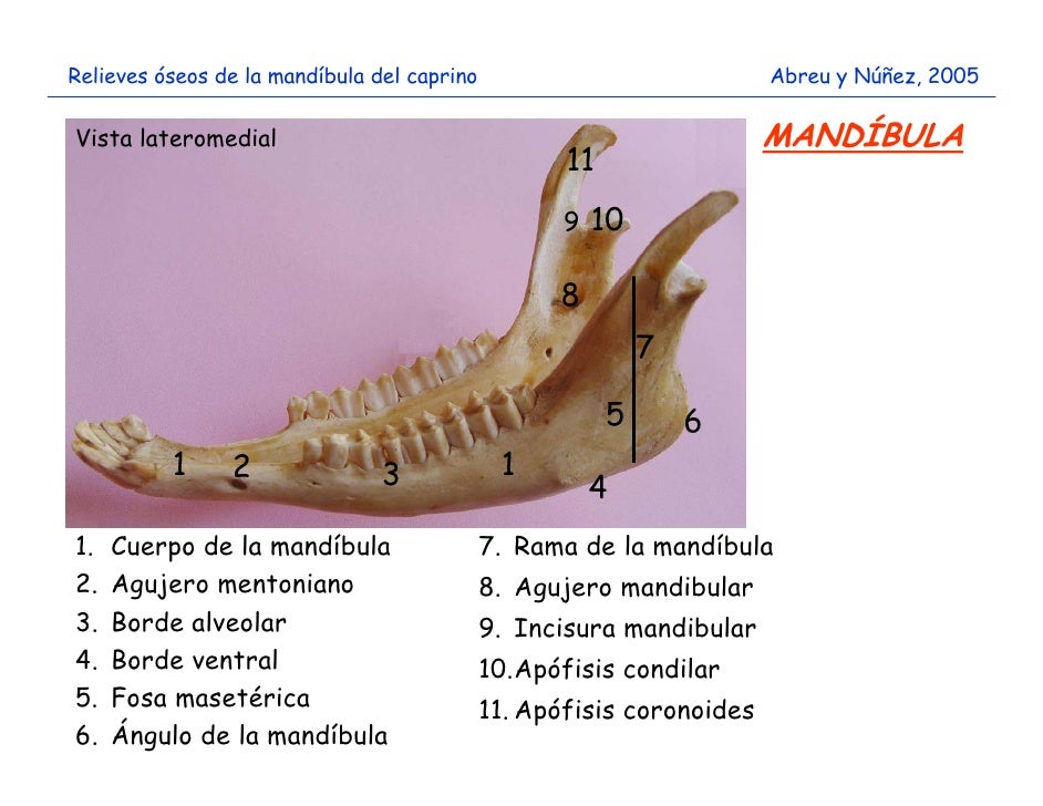 Relieves óseos del cráneo y vértebras cervicales del caprino