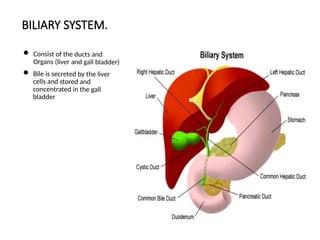 Relevant Anatomy of pancreas with review of biliary system | PPT