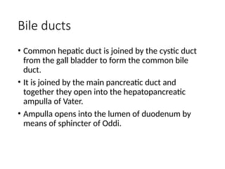 Relevant Anatomy of pancreas with review of biliary system | PPTX