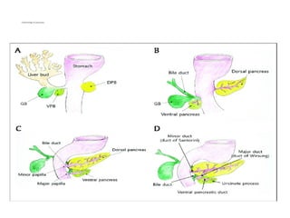 Relevant Anatomy of pancreas with review of biliary system | PPT