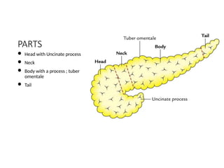 Relevant Anatomy of pancreas with review of biliary system | PPT