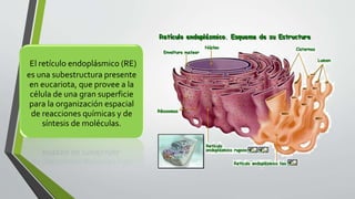 Retículo Endoplasmático | PPTX