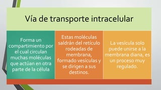 Retículo Endoplasmático | PPTX | Endocrine and Metabolic Diseases ...