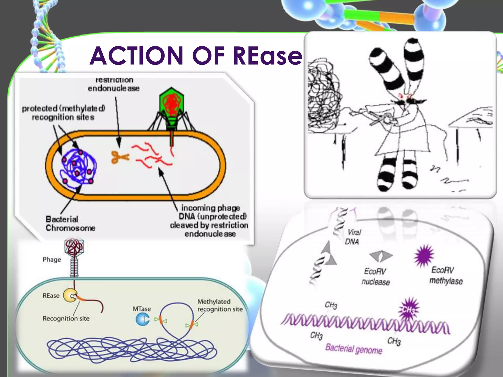 Restriction Endonucleases/Enzymes/PCR/DNA | PPTX