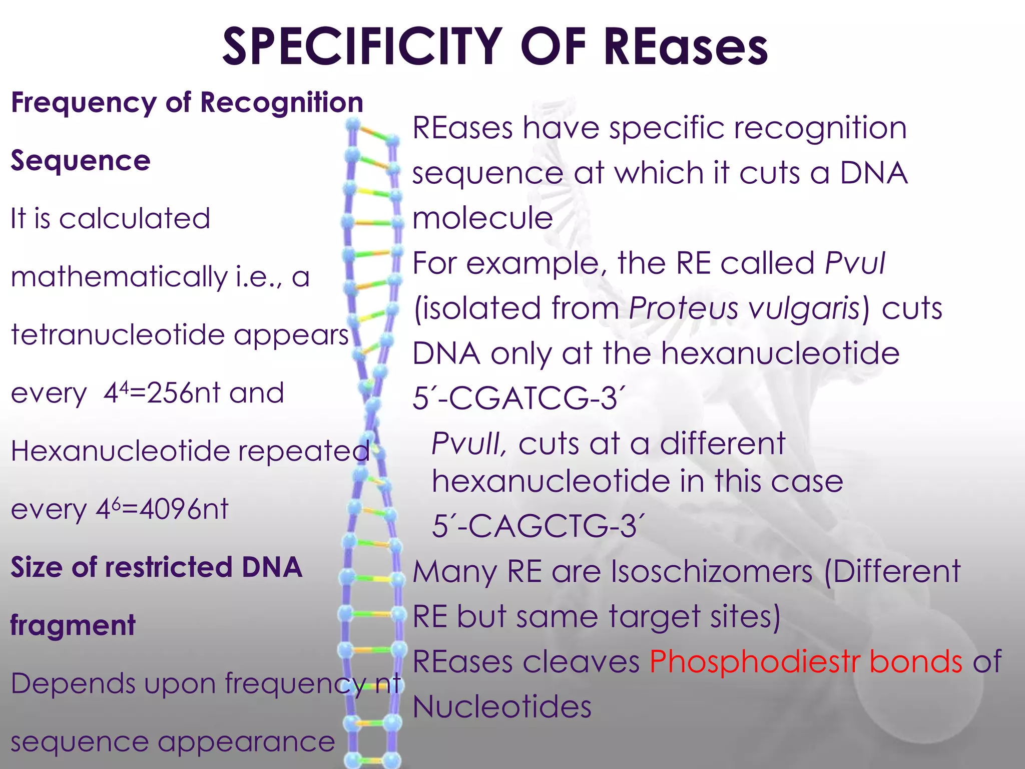 Restriction Endonucleases/Enzymes/PCR/DNA | PPTX