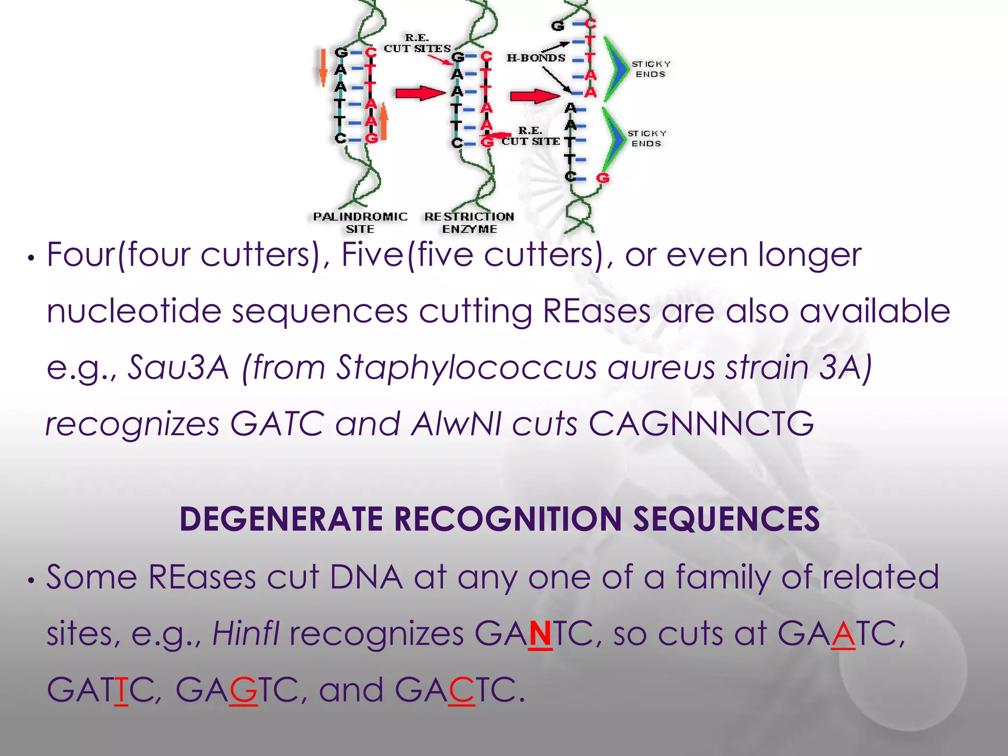 Restriction Endonucleases/Enzymes/PCR/DNA | PPTX