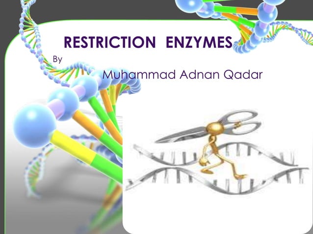 Restriction Endonucleases/Enzymes/PCR/DNA | PPT