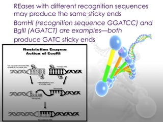 Restriction Endonucleases/Enzymes/PCR/DNA | PPTX