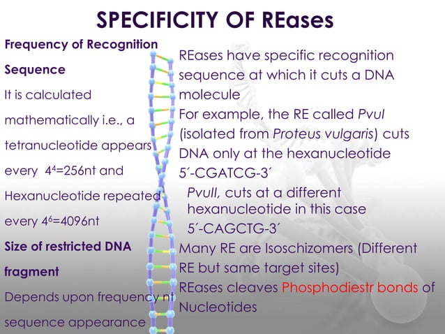 Restriction Endonucleases/Enzymes/PCR/DNA | PPTX