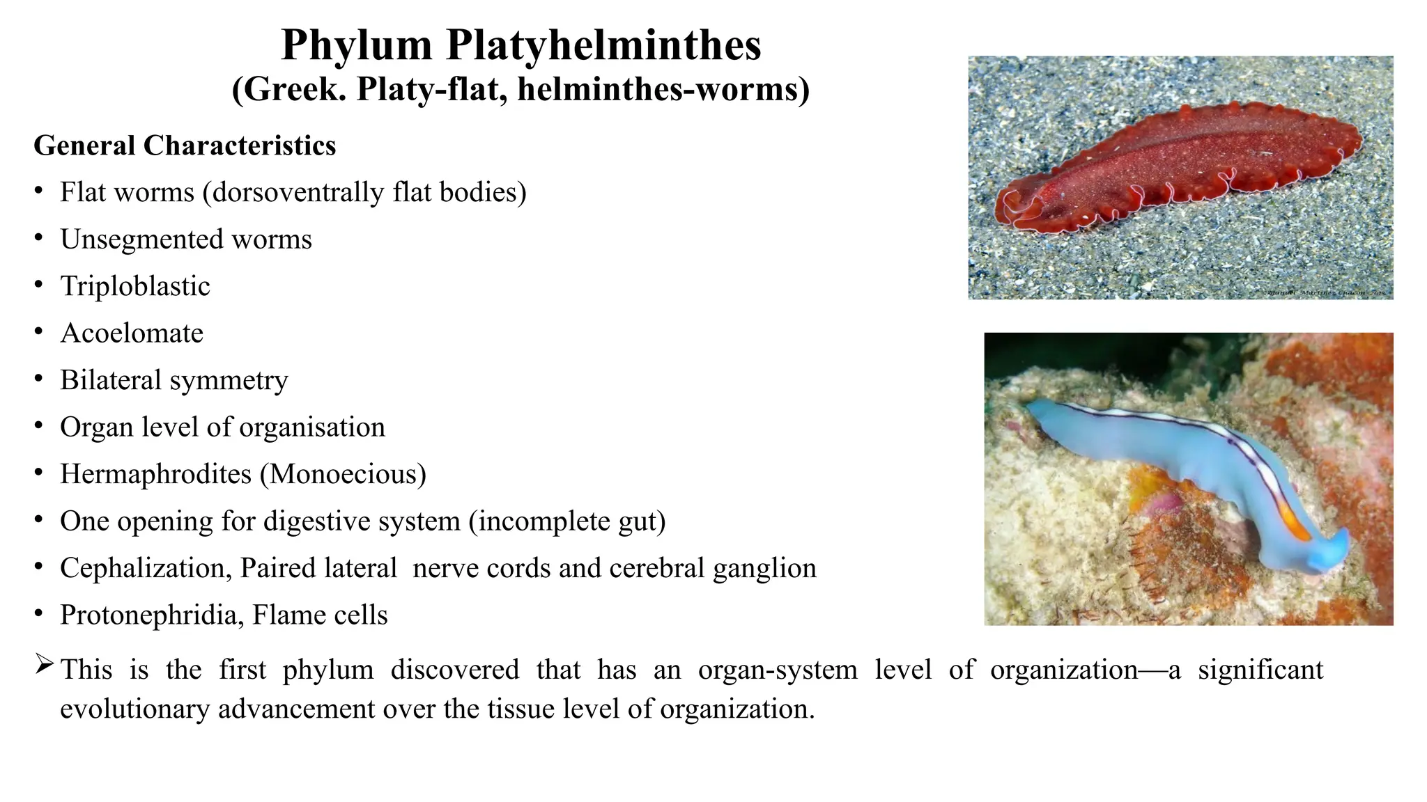 phylums description and characteristics. | PPTX