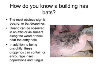 ALL OUT Wildlife Control Bat presentation | PPT