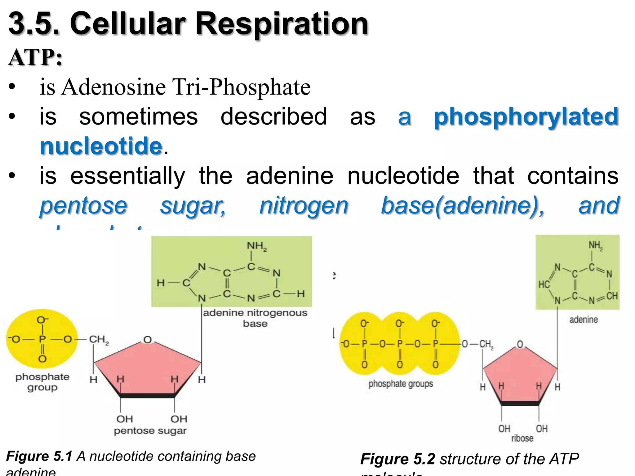 Remedial biology (1-5).pptx