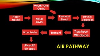 Respiratory System- Important Points | PPT